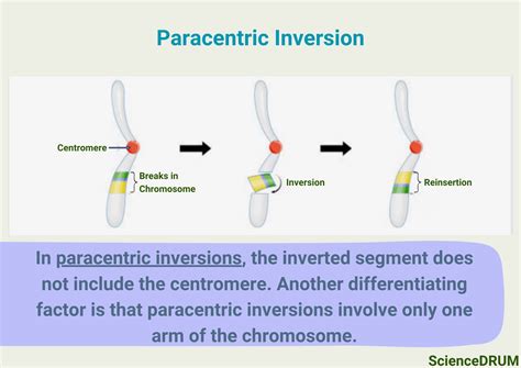 A Man Has A Large Inversion On One Of His Chromosomes How Might This