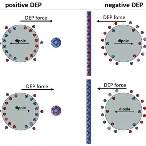 Polarization Induced Net Dipole And Dielectrophoretic Force Direction Download Scientific