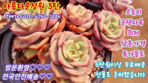 아름다운정원봄맞이예쁜다육 최저낮춘가격 5만원이상 무료배송 ♡포트시나♡별의눈물♡일본라즈베리아이스♡루비스타♡솔라군생♡리얼