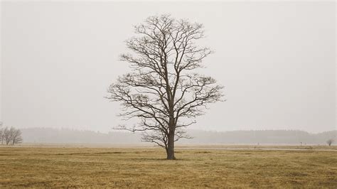 Entendendo As árvores De Decisão Em Machine Learning Sigmoidal