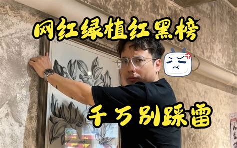 这些网红绿植🧐懒人手残党别来沾边 今晚殺猪 默认收藏夹 哔哩哔哩视频