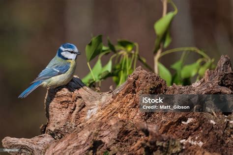푸른 가슴 Cyanistes Caeruleus 새의 화려한 봄 풍경 이미지 나뭇 가지에 자리 잡은 숲 속 갈고리 발톱에 대한