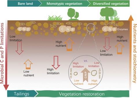 多样化的植被覆盖减轻了尾矿土壤团聚体中的微生物资源限制environmental Science And Technology X Mol