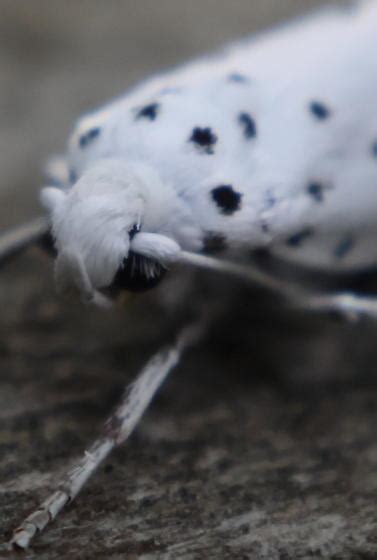 Ermine Moth Yponomeuta Bugguidenet