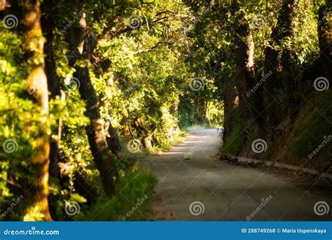 Road In A Tree Tunnel Among Woods Beautiful Green Forest Stock Photo Image Of Natural Green