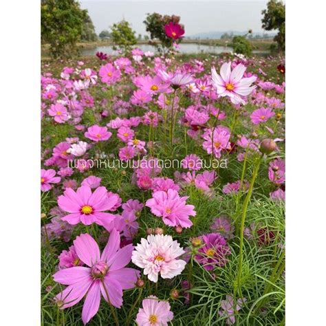 เมล็ดพันธุ์ ดอกคอสมอส 4000 เมล็ด Mixed Seeds Kkquy Thaipick