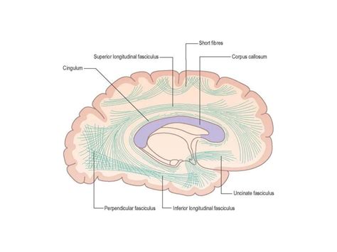 Cerebrum And Sulcus And Gyri And Their Functional Areas Pdf