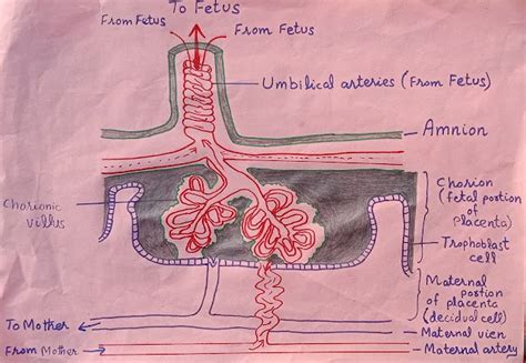 Placenta And Extraembryonic Layers