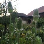 Karden für den Garten gartenmaldrei