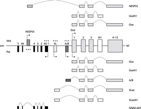 Multiple Imprinted Sense And Antisense Transcripts From The Complex