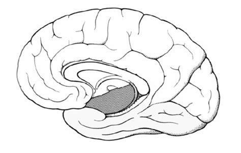 Practical Hypothalamus And Limbic System Flashcards Quizlet