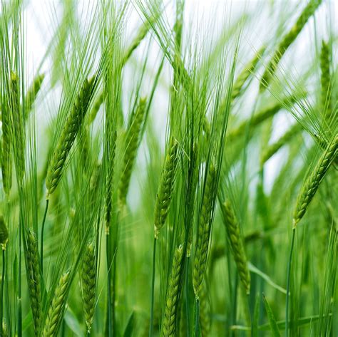 Organic Hulled Barley Buy Organic Hulled Barley In Bulk From Food To Live