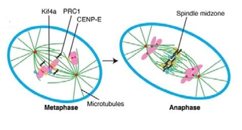 Phosphorylation Controls Spatial And Temporal Activities Of Motor Prc1