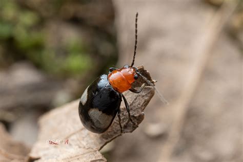 叶甲科 Chrysomelidae IISDW