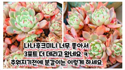 이제 5개가 되었어요 ㅎ 나나후크미니 키우기 겨울전 분갈이는 언제까지 하면 좋을까요 Youtube