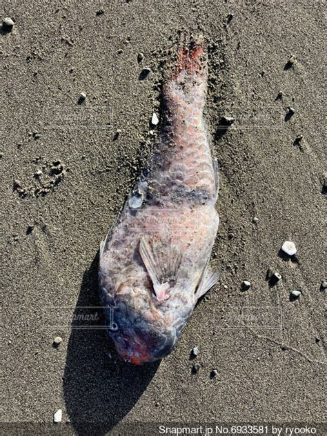 葉山の海岸に打ち上げられた魚の写真・画像素材 6933581 Snapmart（スナップマート）
