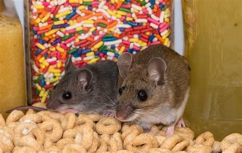 Most Common Rodents In Texas