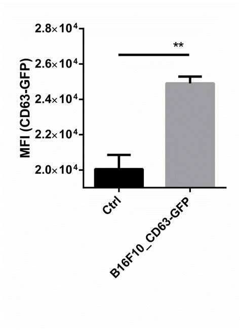 Figure S12 Elv Transport Through A Transwell Insert Uptake Of Download Scientific Diagram