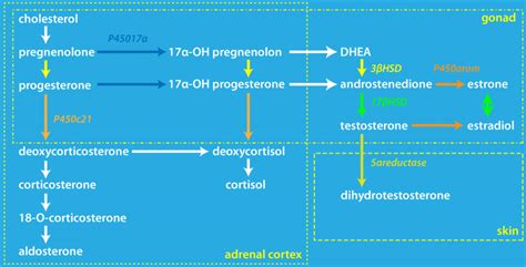 Do Chromosomes Determine Your Sex Thisisintersex Org