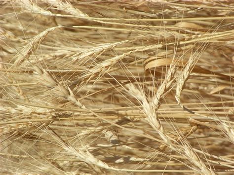 The Wheat And The Chaff What Do I Need To Take Away From All Of This