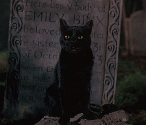 Hocus Pocus 1993 Hocus Pocus Cat Thackery Binx Hocus Pocus