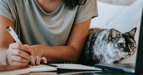 Shelter Cat Solves Calculus Problem While Laying On Volunteers Homework Time Management