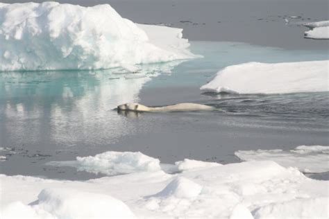 Allopatric Speciation Examples And Characteristics Evidence Network