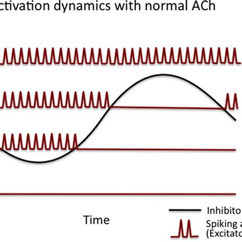 Major Cholinergic Projections Of The Central Nervous System Two Groups
