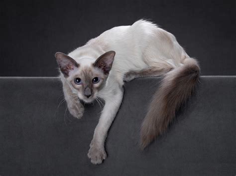 Collections Alvi Kittens