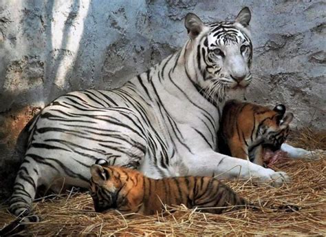 Gwalior Zoo Gwalior India Top Attractions Things To Do