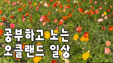 뉴질랜드🇳🇿 오클랜드 일상 공부하고 노는 영상 Youtube