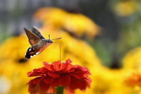 Meet The Mysterious Bee Moth Facts And Insights Beekeeper Corner