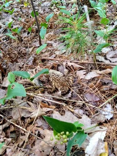 Best Hikes And Trails In Wintergreen Woods Nature Preserve Alltrails