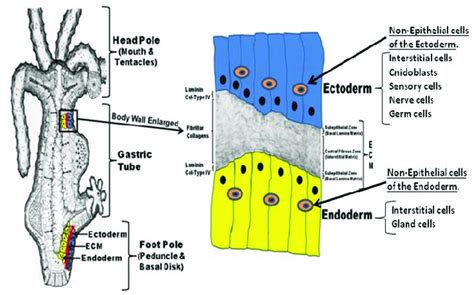 Hydra Is A Bipolar Organism With A Body Lining Composed Of An Ectoderm