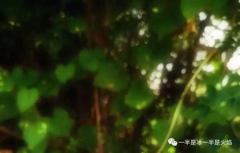 散文詩雨夜隨想 每日頭條