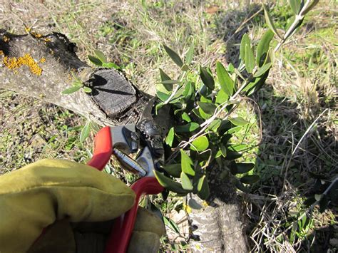 In The Pruning Process Blooming Where I M Planted
