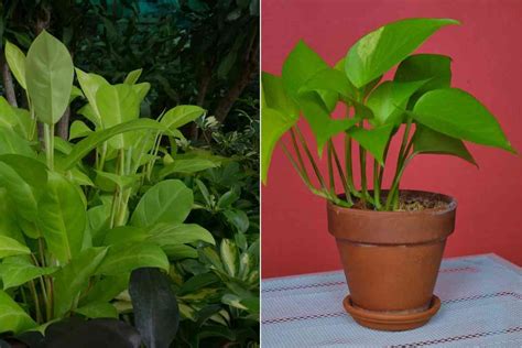 Lemon Lime Philodendron Vs Neon Pothos Key Differences