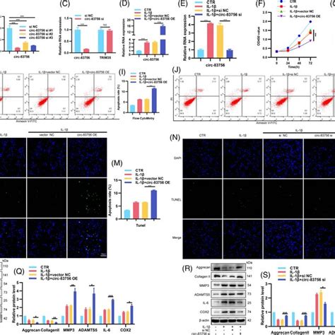 Roles Of Mir‐558 In The Proliferation Apoptosis Ecm Synthesis And