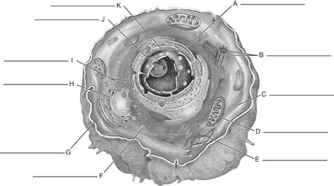 Fill In The Correct Labels For The Following Figure Using Biology