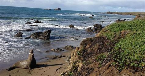 Barking Elephant Seal Sez Put Some Moar Earthporn In Mah Bukkit Imgur