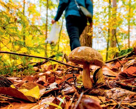 The Very Secret Mushroom Spots Revealed In Interactive Maps Progress Or Sacrilege