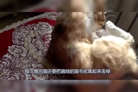 主人给猫掉的毛做了一顶帽子，猫咪戴上后一脸嫌弃，主人顿时笑喷主人猫咪帽子
