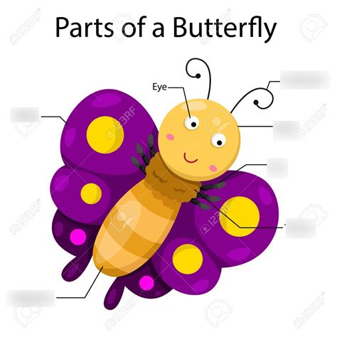 Parts Of An Insect Diagram Quizlet