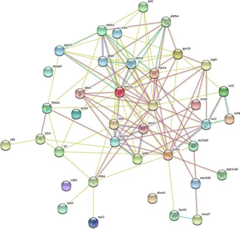 The Protein Protein Interaction Network Of 38 Up Regulated Spleen
