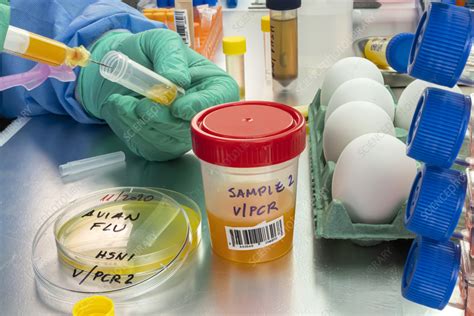 Testing Eggs For Bird Flu Conceptual Image Stock Image F037 2380 Science Photo Library