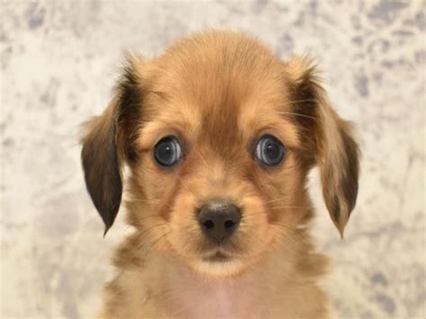 ワンラブららぽーと海老名店神奈川県にいる子犬を価格や特徴で探すペットショップ探すならpetmi