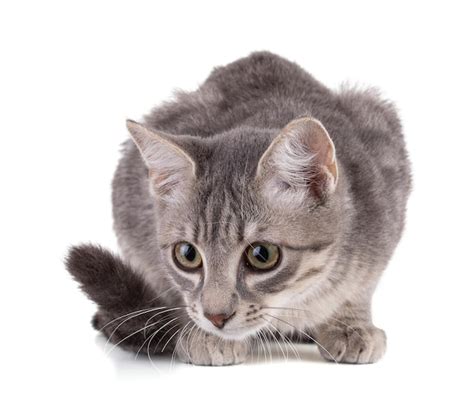 Gatito Gris Curioso Foto Premium