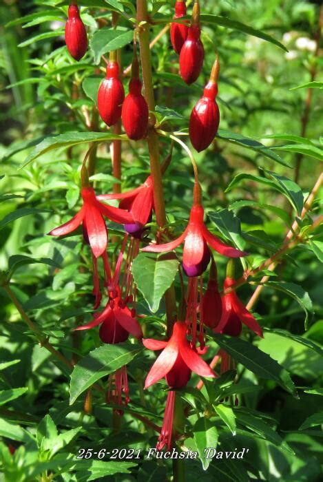 Bellenplant Fuchsia David