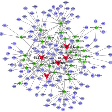 Competing Endogenous Rna Network Red Arrows Represent Long Non Coding