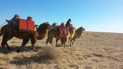 А Эрдэнэ Очирын гэгээн дурсгалд зориулсан тэмээн жин тээх аялал боллоо Өглөө мн